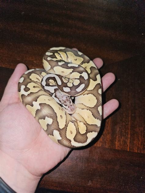 Pastel Yb Ball Python By Sandd Reptiles Morphmarket