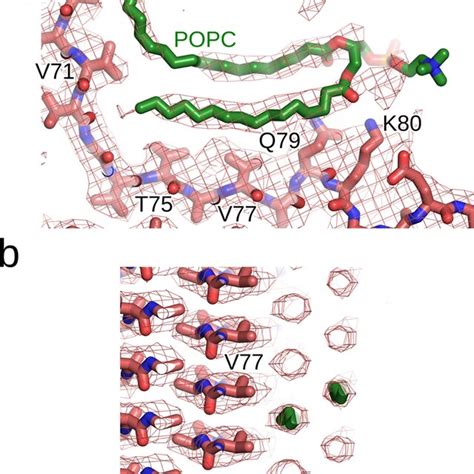 A Lipid Fibril Binding Mode Model One Popc Molecule Green Sticks Was Download Scientific