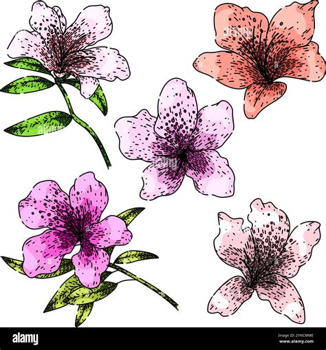 Azalea Set Sketch Hand Drawn Vector Stock Vector Image And Art Alamy