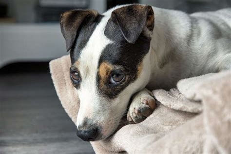 Top 19 Most Anxious Dog Breeds