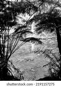 Black White Trees Forest Stock Photo Shutterstock