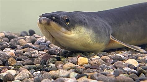 Marine Biome Food Chain Exle