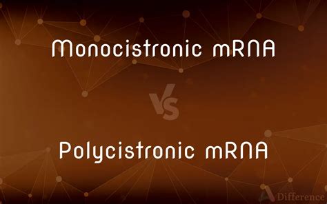 Monocistronic Mrna Vs Polycistronic Mrna — Whats The Difference