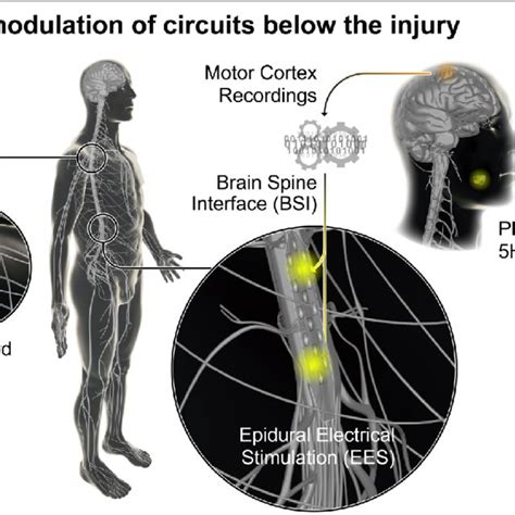 Neuromodulation Strategies To Engage Circuits Below The Lesion After Download Scientific