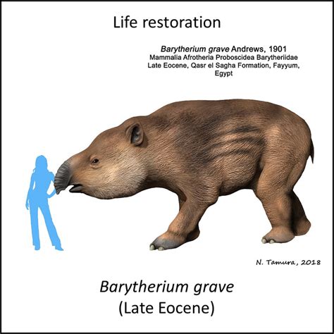 Elephant Stem Group