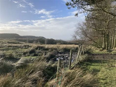 Couple Shocked To Find Sex Pictures Screwed To Tree In Family Woods Hull Live