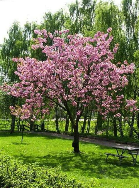 Multi Stem Trees List Of Most Popular Species