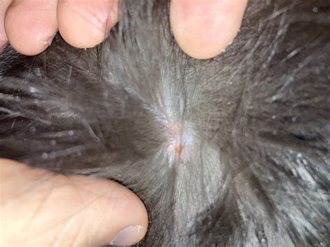 Does This Look Like Ringworm R Cats