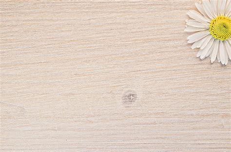 복사 공간이 있는 나무 테이블에 자른 카모마일 꽃의 상위 뷰 0명에 대한 스톡 사진 및 기타 이미지 0명 공란 꽃 나무 Istock