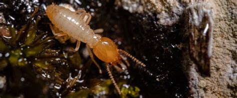 How Effective Termite Control Can Protect Your Outdoor Spaces From