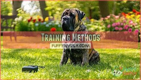 English Mastiff Complete Guide To Care Traits And Temperament