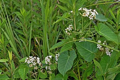 シロバナガガイモ 六甲山花紀行