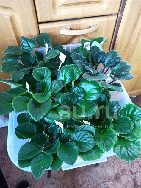 Взрослые фиалки — купить в Красноярске Горшечные растения и комнатные