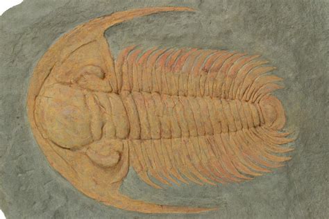 4 3 Cambrian Trilobite Acadoparadoxides Tinjdad Morocco 210268 For Sale