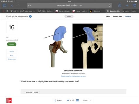 Pelvic Label Flashcards Quizlet