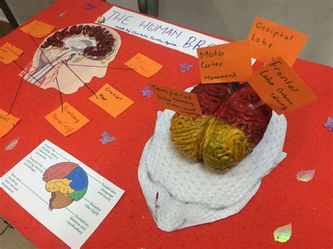 Human Brain School Project Diy