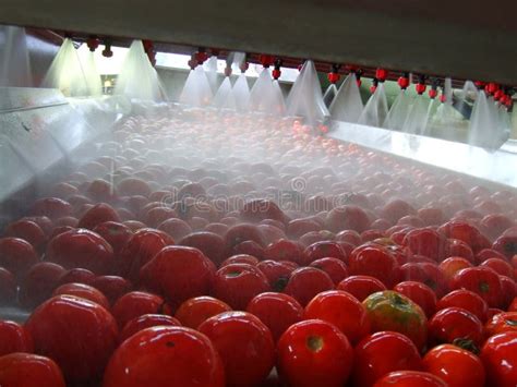 Tomato Processing Editorial Photo Image Of Delicious 86005416
