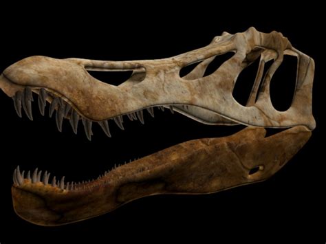 Baryonyx Skeleton