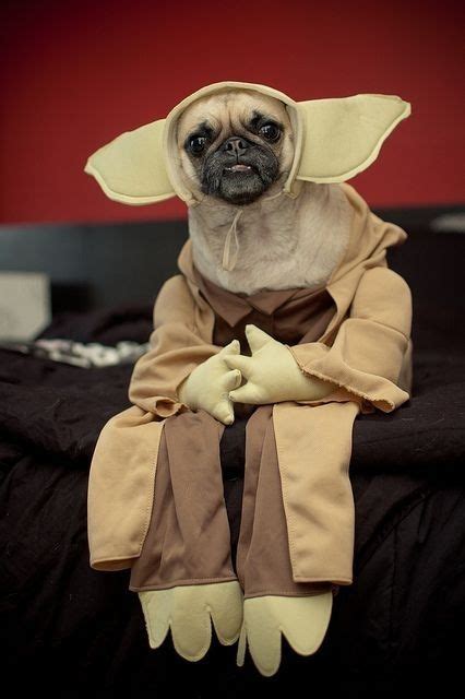 Funny Pug In Star Wars Costume Vida Pug