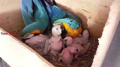 Macaw Nest Box