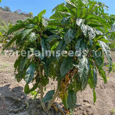 Abelmoschus Manihot Fancy South Pacific Sea Island Cabbage Buy