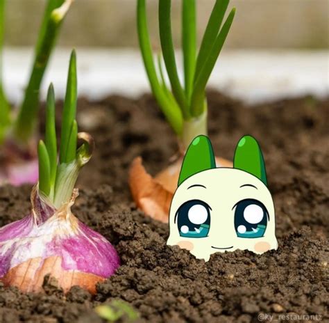 양파쿵야 내가 쓰려고 모아온 양파쿵야 주먹밥쿵야 인스타그램 짤 프사 모음 네이버 블로그