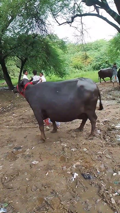 Bafflo Market Youtube