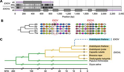 Figure 1 From Species Specific Partial Gene Duplication In Arabidopsis Thaliana Evolved Novel