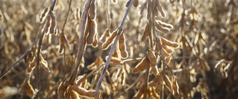 The GMO Controversy How Did GMOs Become So Controversial FoodUnfolded