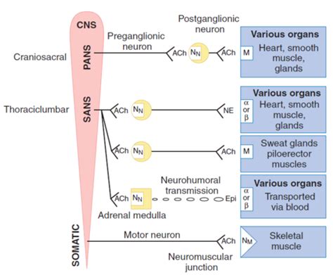 7 Review Of Autonomic Physiology Flashcards Quizlet
