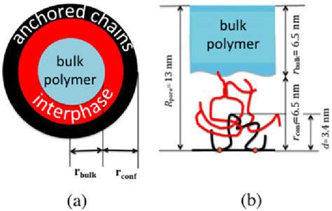 Schematic Representation Of The Surface Induced Entanglements In The Download Scientific