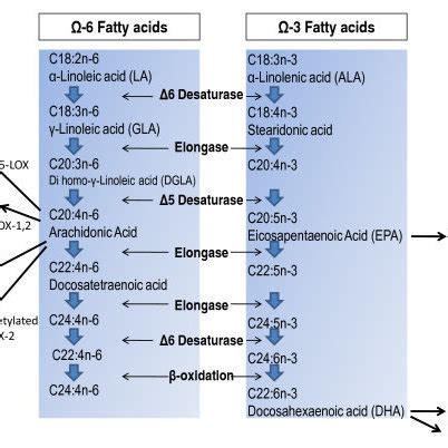 Synthesis Of Unsaturated Fatty Acids In Mammals By Desaturase And