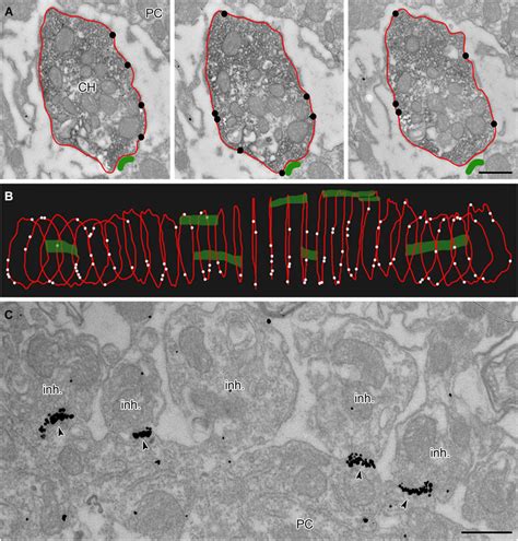Analysis Of Membrane Localized Glyr Alpha1 Immunoreactivity In 3d