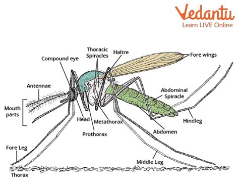 Mosquito Diagram