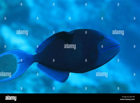 Red Tooth Triggerfish