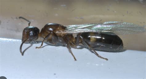 Theres A Species Of Ants That Can Explode The Declaration