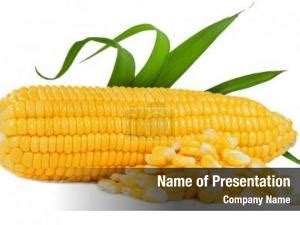 Corn PowerPoint Templates Corn PowerPoint Backgrounds Templates For PowerPoint Presentation