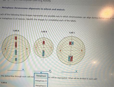 [solved] 3 Metaphase Chromosome Alignments In Mitosis And
