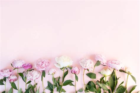 텍스트를 위한 복사 공간이 있는 분홍색 테이블에 있는 아름다운 신선한 분홍색과 흰색 모란 꽃 테두리 사진 배경 및 무료 다운로드를위한 그림 Pngtree