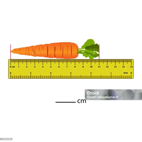 눈금자로 센티미터 단위로 길이를 측정합니다 교육 개발 워크시트 아이들을 위한 게임 아이들을 위한 퍼즐 벡터 그림입니다 만화
