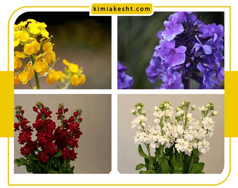 معرفی انواع گل شب بو روش کاشت و نگهداری آن کیمیاکشت