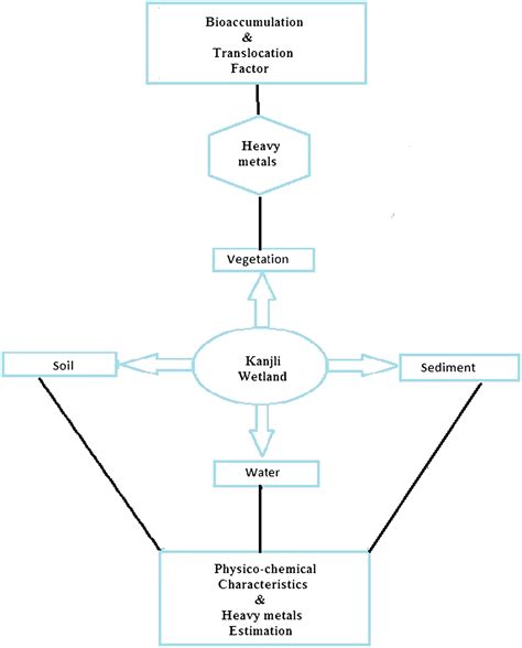 Bioaccumulation Diagram