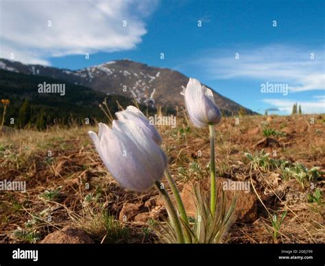 American Pasque Flowers Pulsatilla Patens Mount Ouray San Isabel
