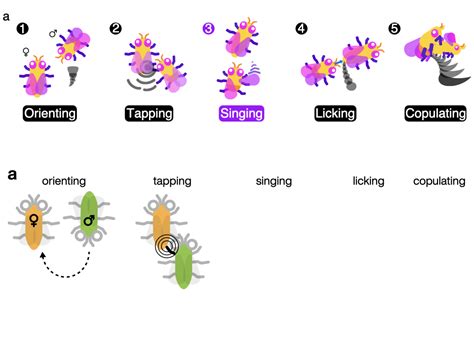 Explaining Visually Circos Circular Genome Data Visualization