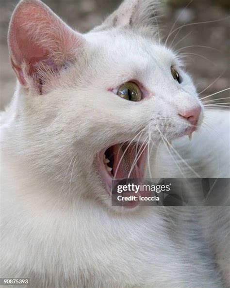 Screaming Cat Face