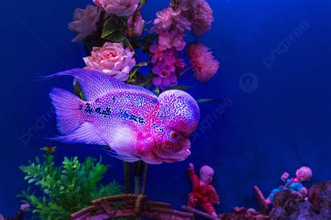 해양생물 수성 공 어 라 한어 배경 수중 세계 해양 생물 수어 배경 일러스트 및 사진 무료 다운로드 Pngtree