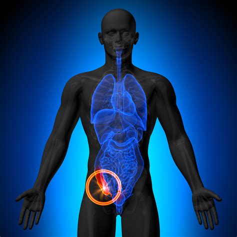 Appendix Male Anatomy Of Human Organs X Ray View Silicon Valley Dad