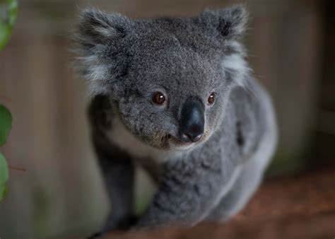 Download Zoo Animal Pictures