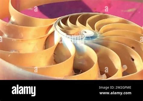 shell nautilus pearl fibonacci sequence symmetry cross section spiral