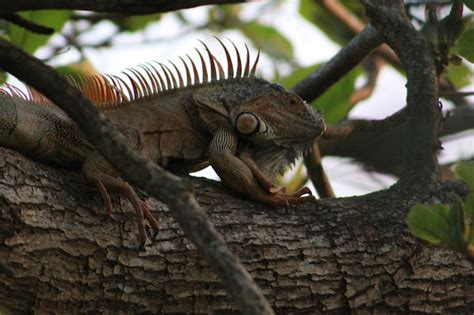 Premium Photo Iguana In Tree